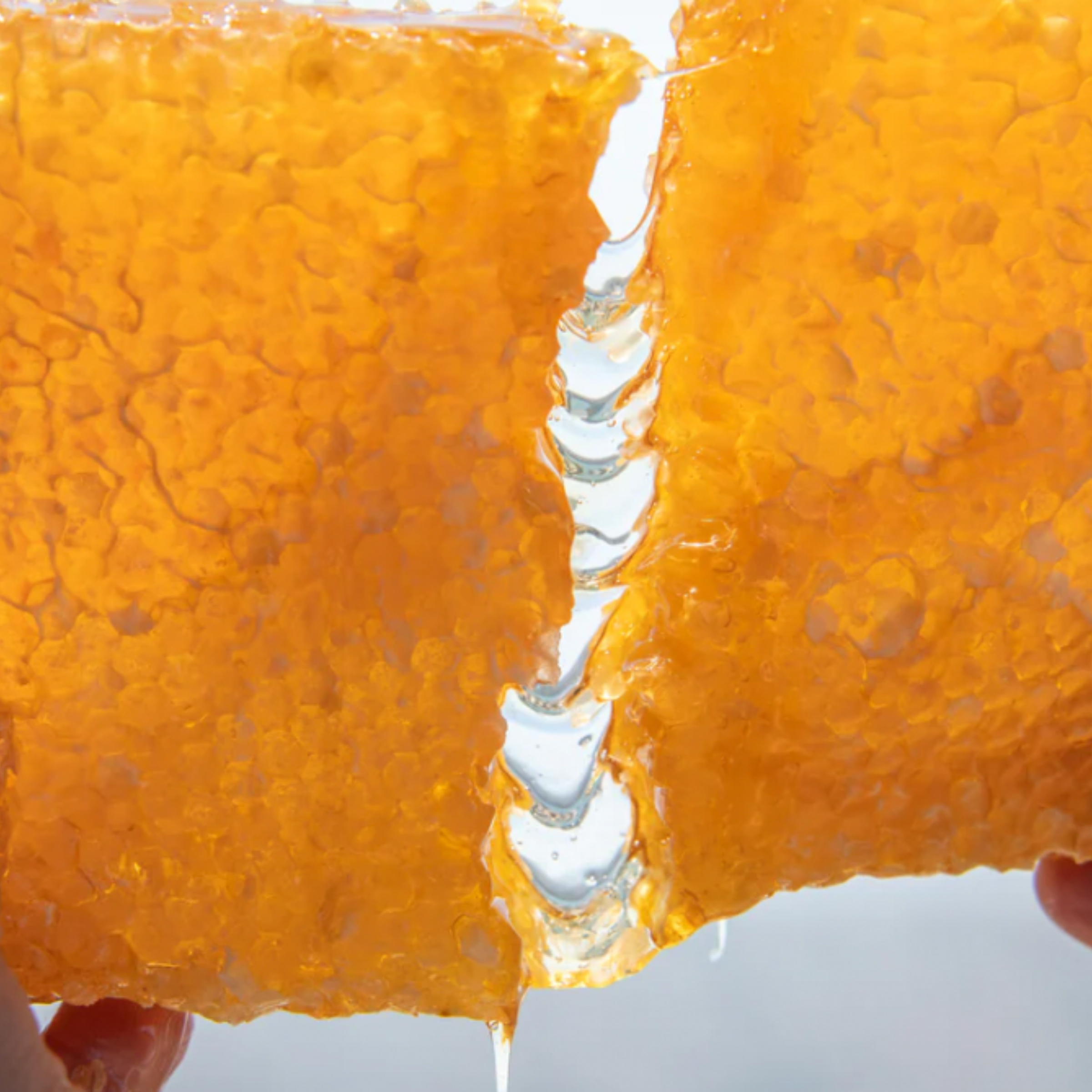 Yuzu Honey 280g | Rooftop Bees | FATHOM STORE – Fathom Store